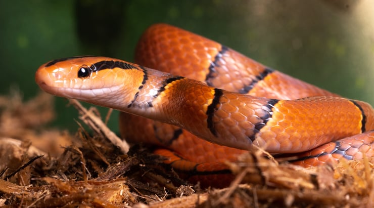 Celebrate the Year of the Snake